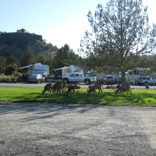River Ranch RV Resort in Vereinigte Staaten von Amerika - Spottocamp ...